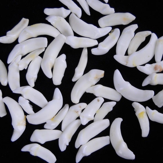 Multipack 1/23/4 Coyote Teeth Fangs Real Bone | Etsy