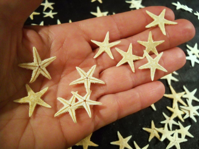 Multipack Tiny Starfish 1/2-1 Bulk Order Sea Life Ocean - Etsy