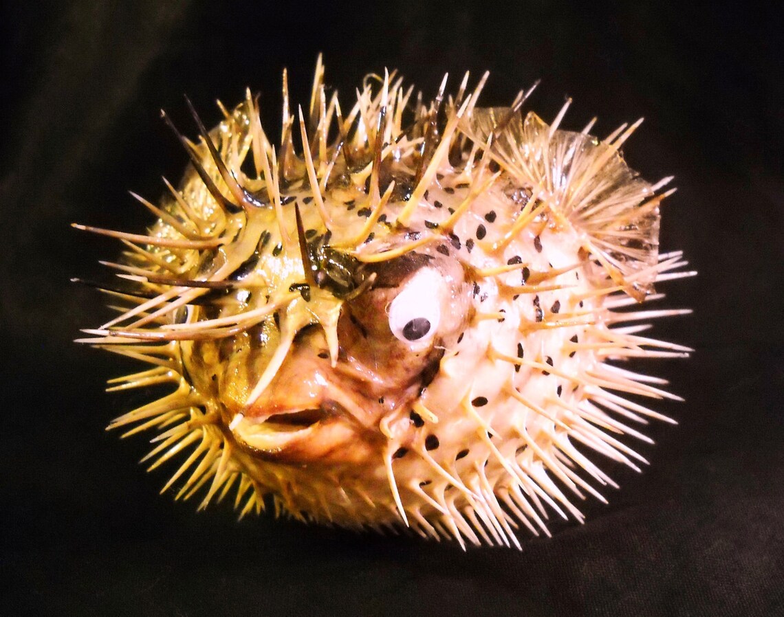 7-10" Taxidermy Puffer Fish Real Preserved Dried Large Blowfish ...