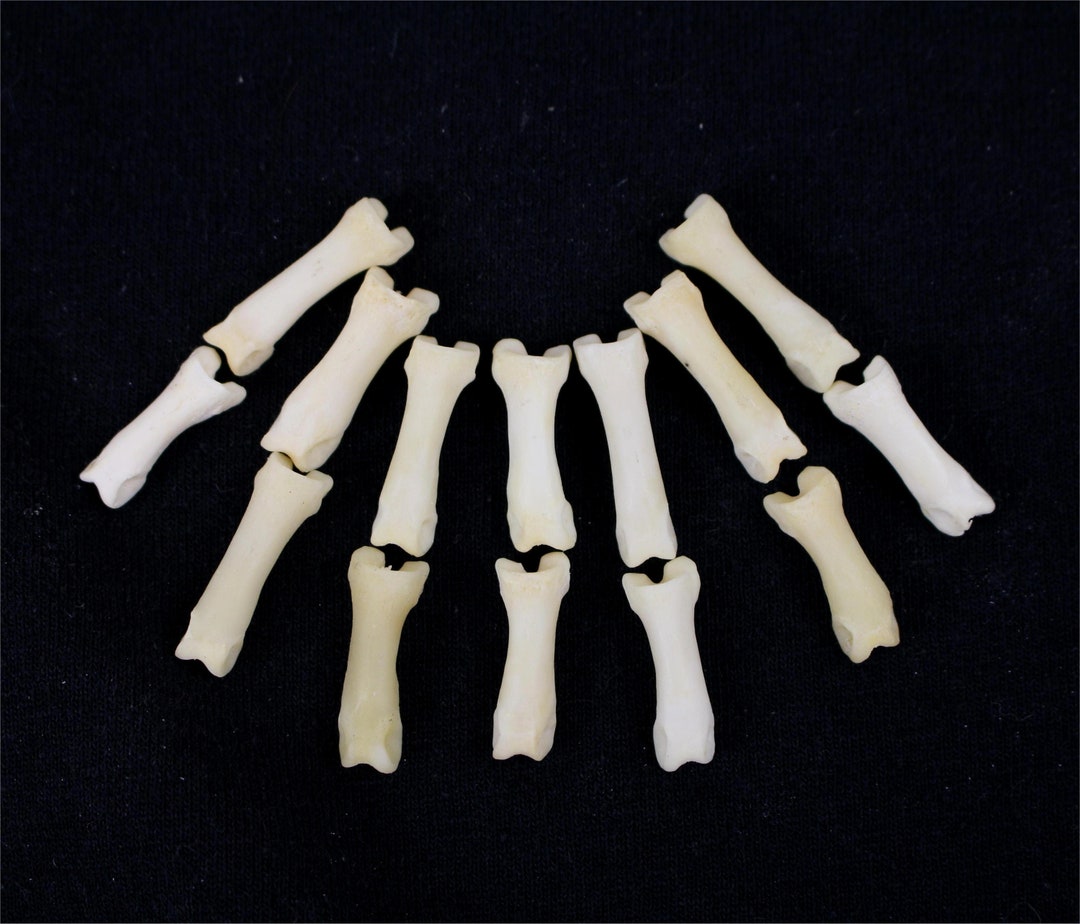Multipack DRILLED LONGWAYS .75"-1" Coyote Toes Real Bone Knucklebone ...