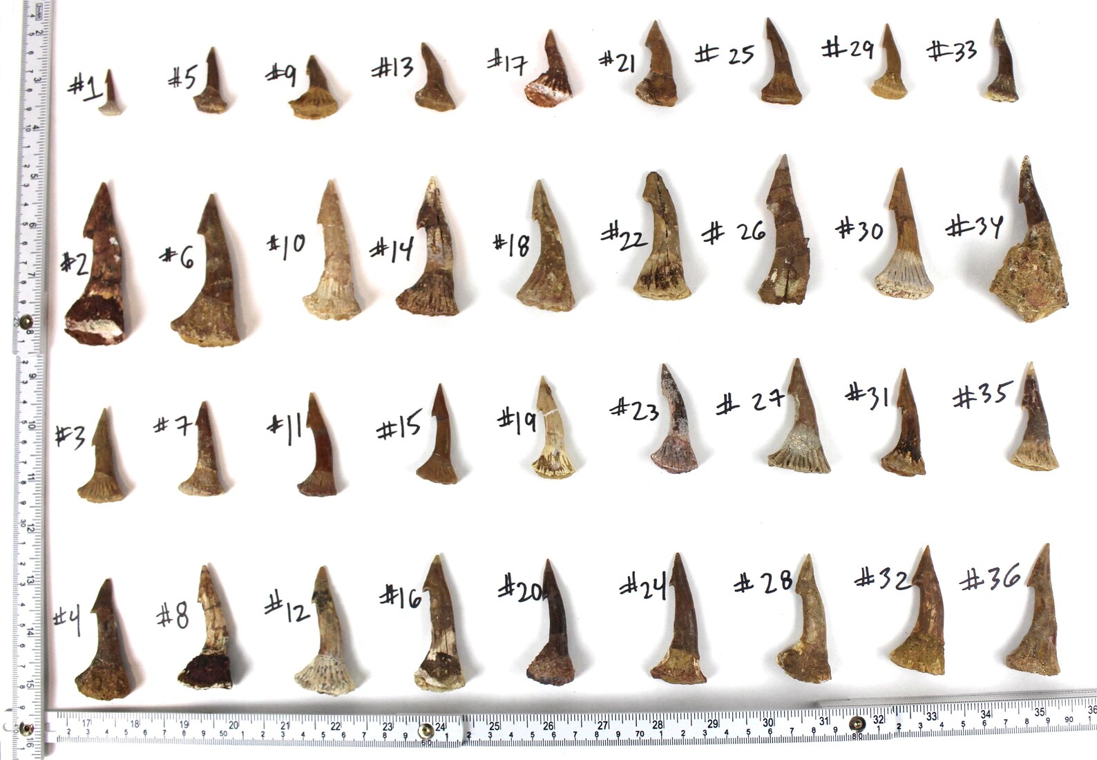 1 to 4 Inch Fossil Shark Sawfish Rostrum Tooth Denticles Natural ...