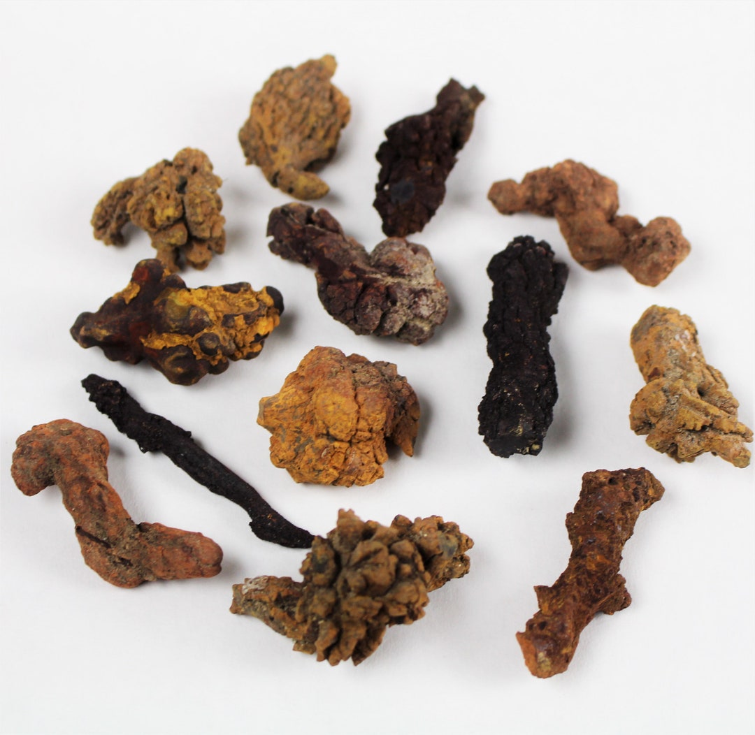 1-2 1/2" Dinosaur Poop Petrified Coprolite Natural Rock Stone Mineral ...