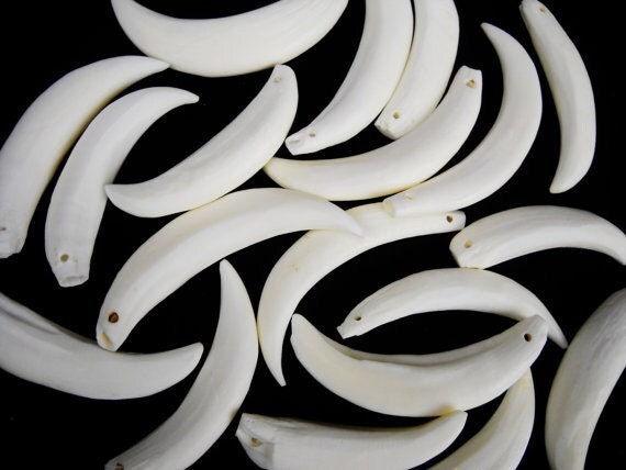 Multipack 2 DRILLED Boar Pig Fangs MALE Teeth Real Bone - Etsy