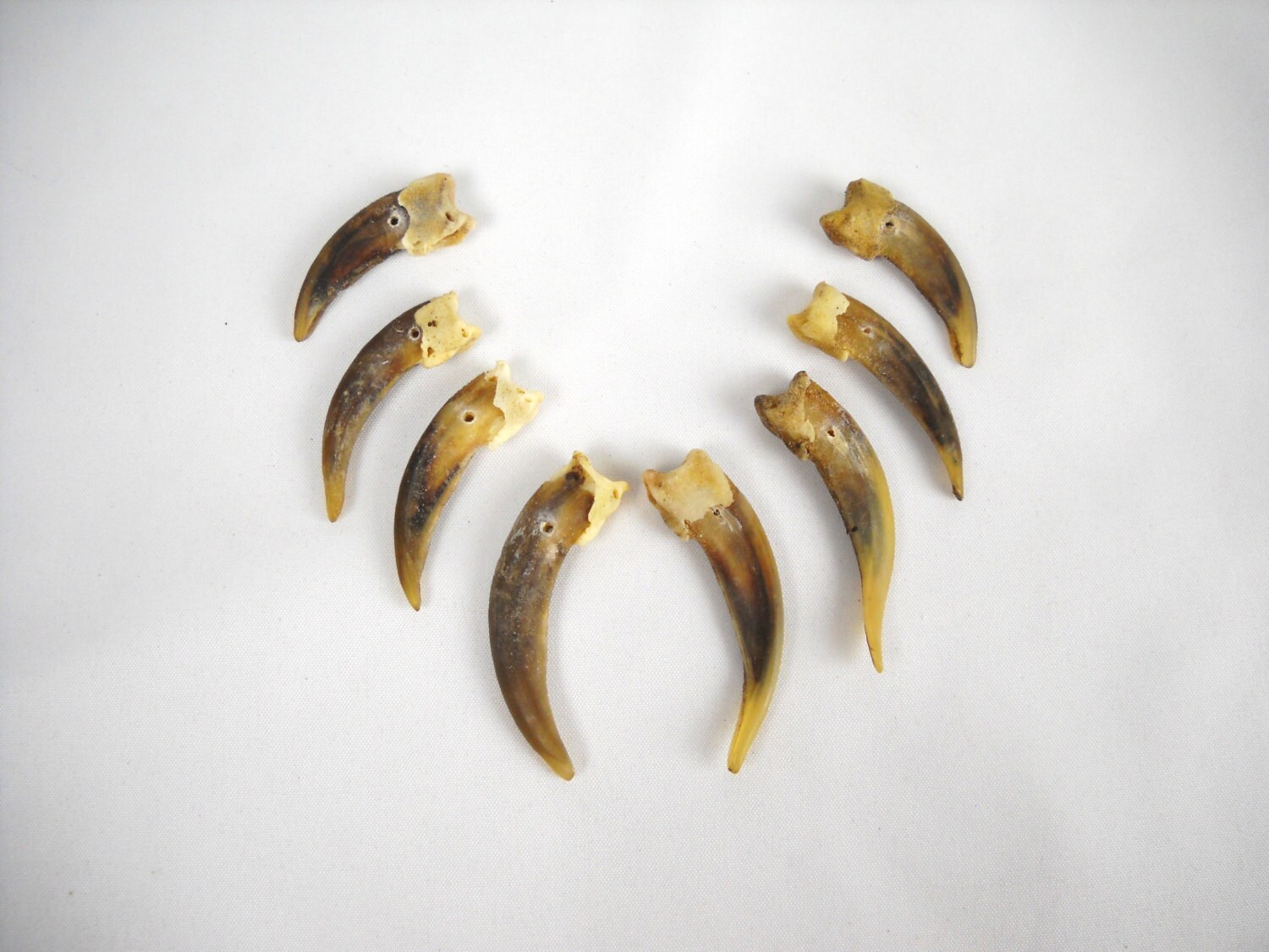 Multipack 1" -2" DRILLED Badger Claws Real Bone Taxidermy Genuine Bones ...