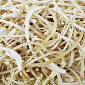 Multipack 2"-4 1/4" Fox Rib Bones Real Bone Taxidermy WHOLE Ribs - Etsy