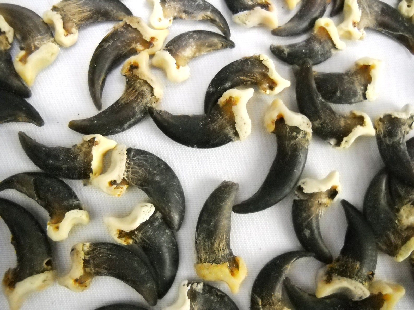 Multipack SIDE DRILLED Coyote Claws Real Bone Taxidermy - Etsy