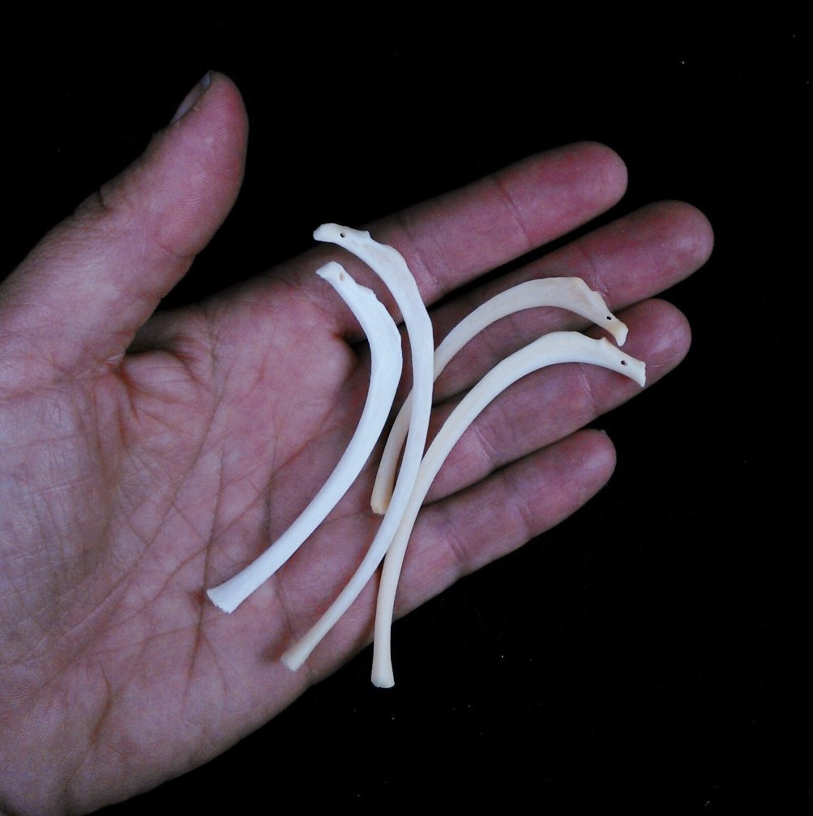 Multipack DRILLED 2-4 Raccoon Ribs Real Bone Taxidermy | Etsy