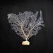 7-10 White Sea Fan Natural Sea Life Ocean Beach Nautical - Etsy