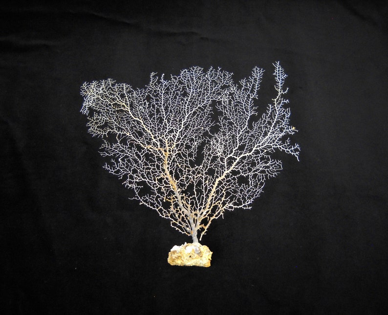 7-10 White Sea Fan Natural Sea Life Ocean Beach Nautical - Etsy
