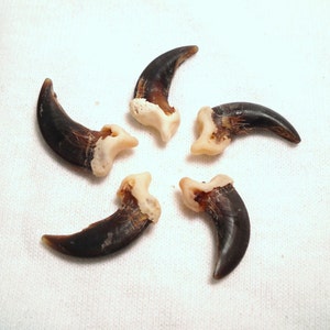 5 Coyote Claws Real Bone Taxidermy Genuine Bones - Etsy