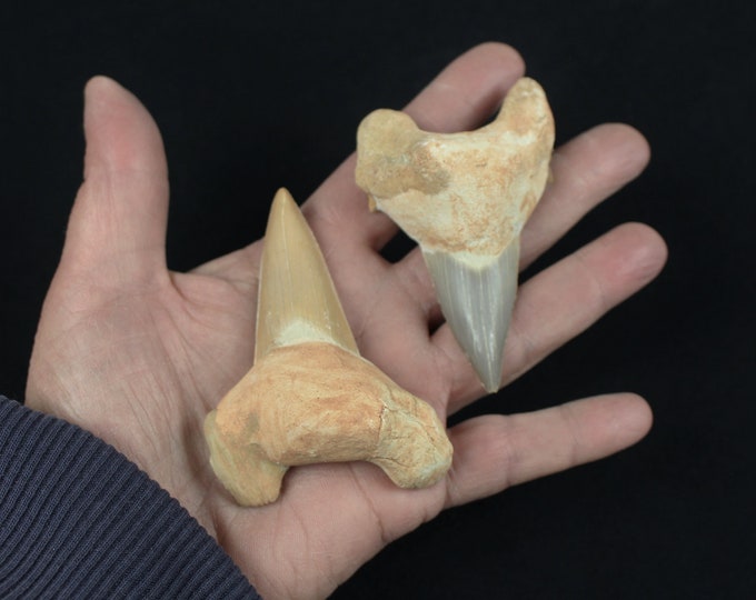2 to 3 Inch Multipack Shark Teeth Otodus Obliquus Natural Dinosaur Real ...