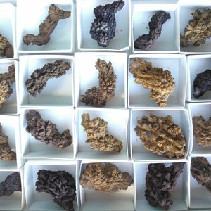 3"-4" Dinosaur Poop Petrified Coprolite Natural Fossil Rock Stone ...