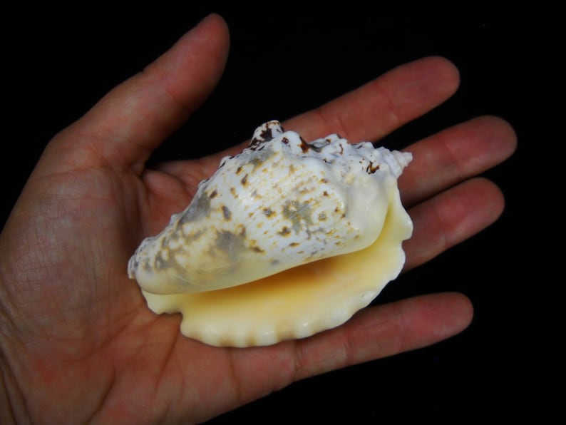 Multipack 3 Silver Conch Shell seashell ocean beach | Etsy