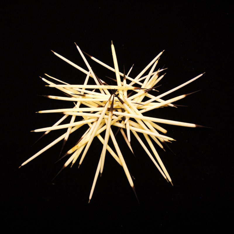 Porcupine Quills - Etsy