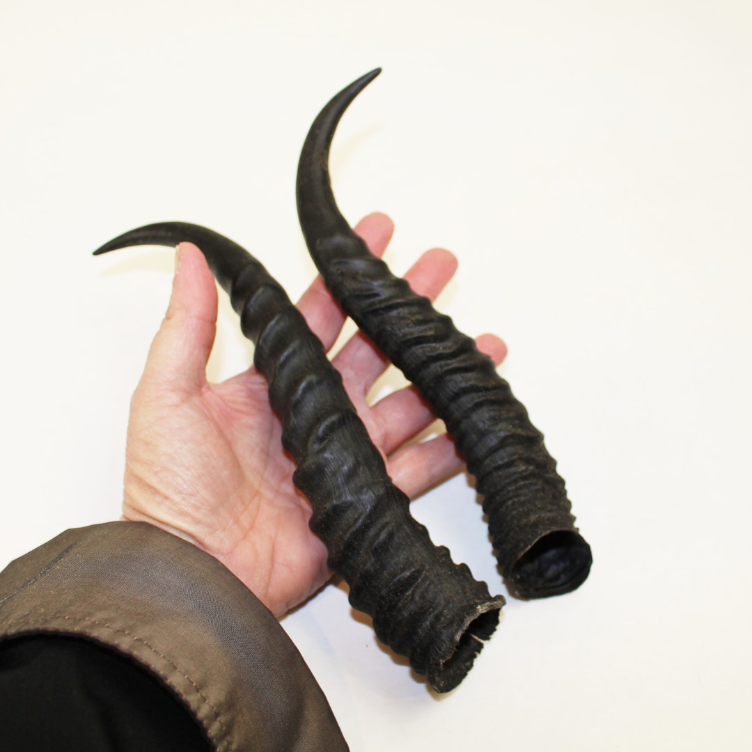 5" to 11" Springbok Horns Taxidermy Real Bone Singles or Sets - Etsy