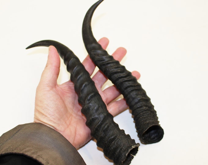 5 to 11 Springbok Horns Taxidermy Real Bone Singles or Sets - Etsy