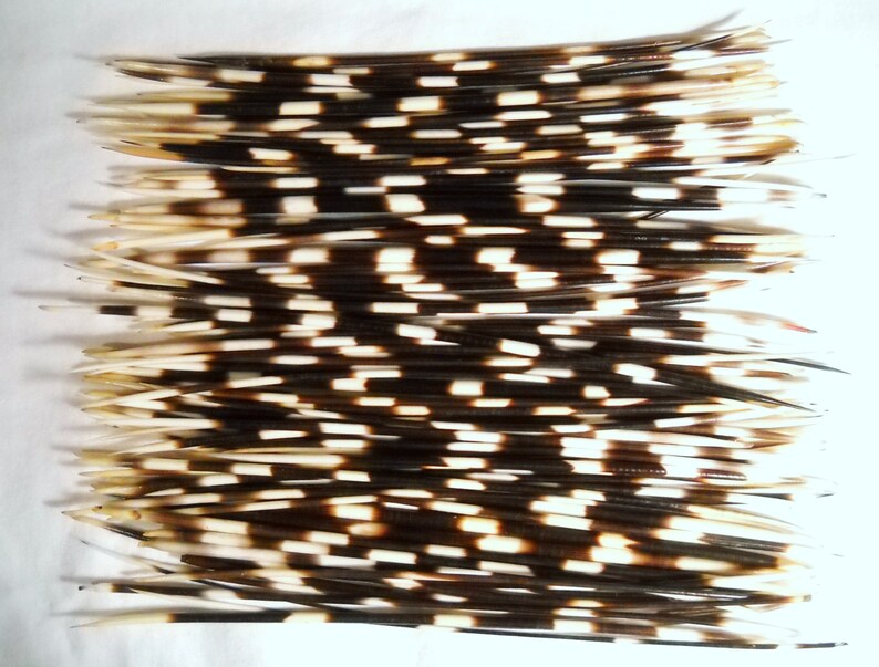 Multipack 8-10" THIN Porcupine Quills African Needles Spines for ...
