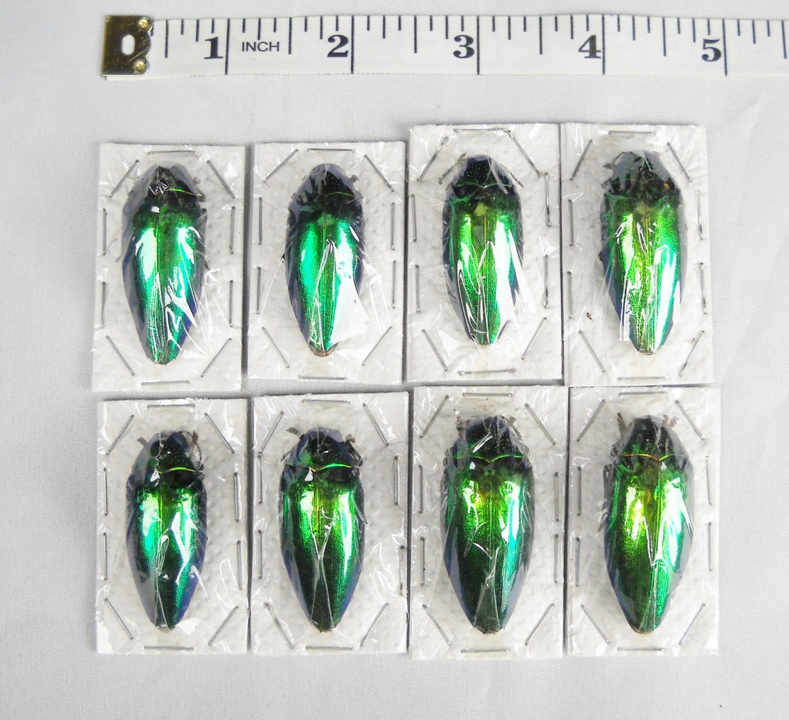 1.5 Real Jewel Beetle Sternocera Ruficornis Iridescent - Etsy