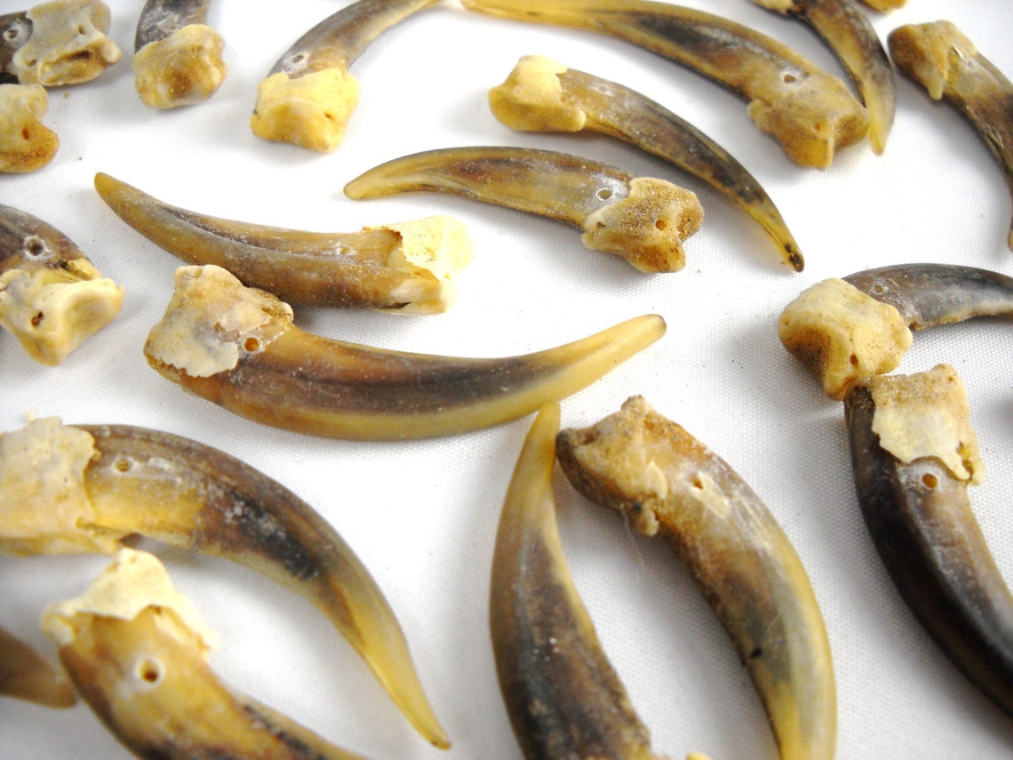 Multipack 1" -2" DRILLED Badger Claws Real Bone Taxidermy Genuine Bones ...