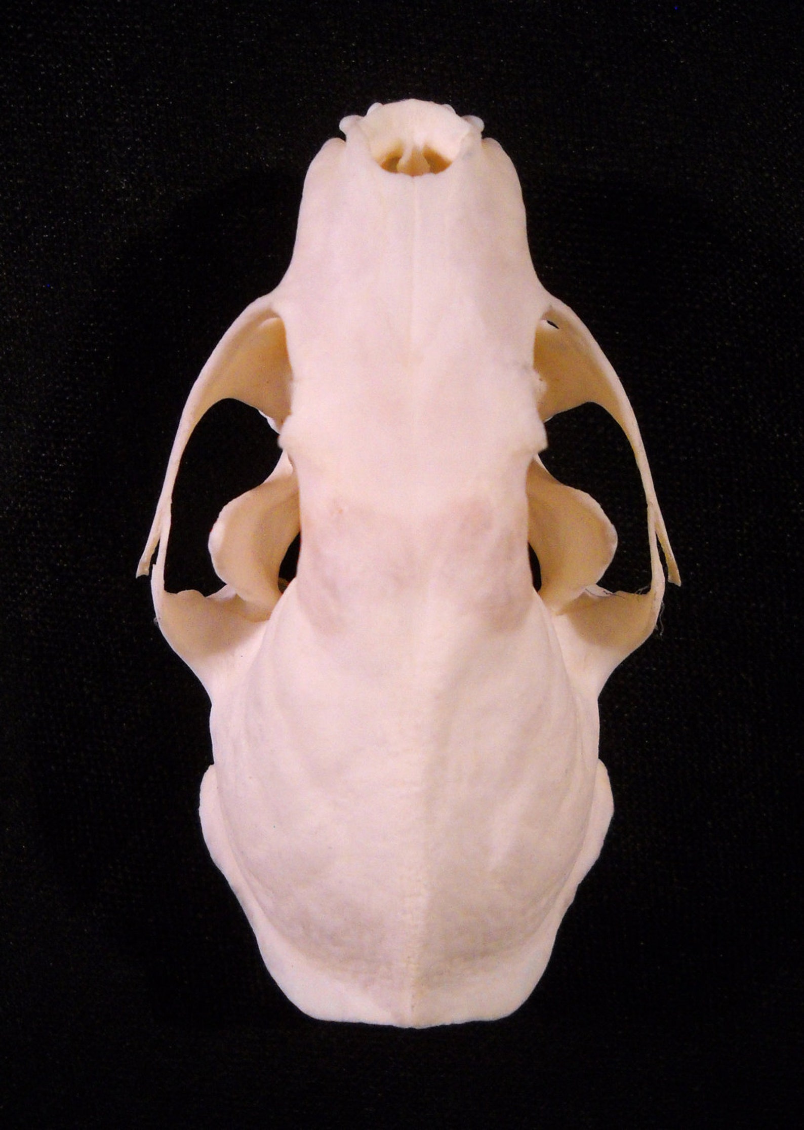 Real Bone Mink Taxidermy Animal Skull Taxidermy Bones - Etsy