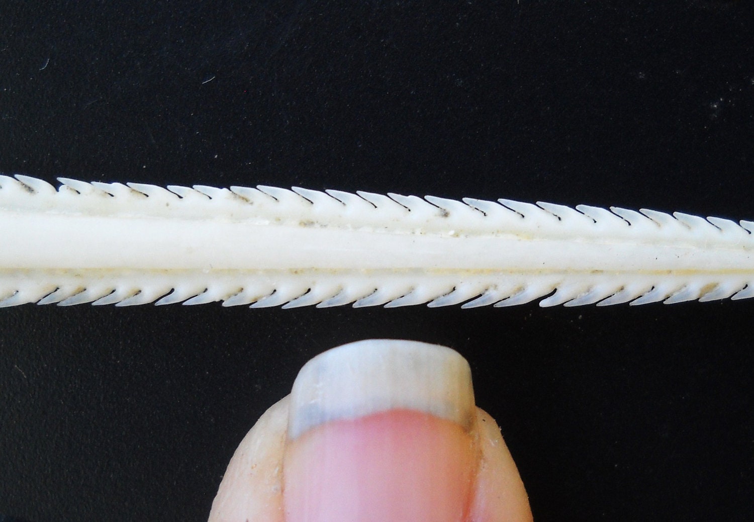 Multipack 1"-3" Stingray Barbs Real Bone Taxidermy Genuine Bones Tooth ...