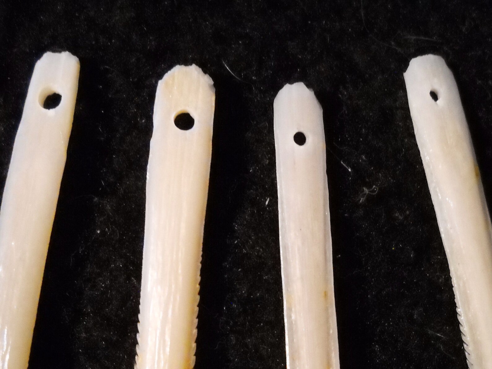Multipack DRILLED Stingray Barbs Real Bone Taxidermy Genuine Bones Hole ...