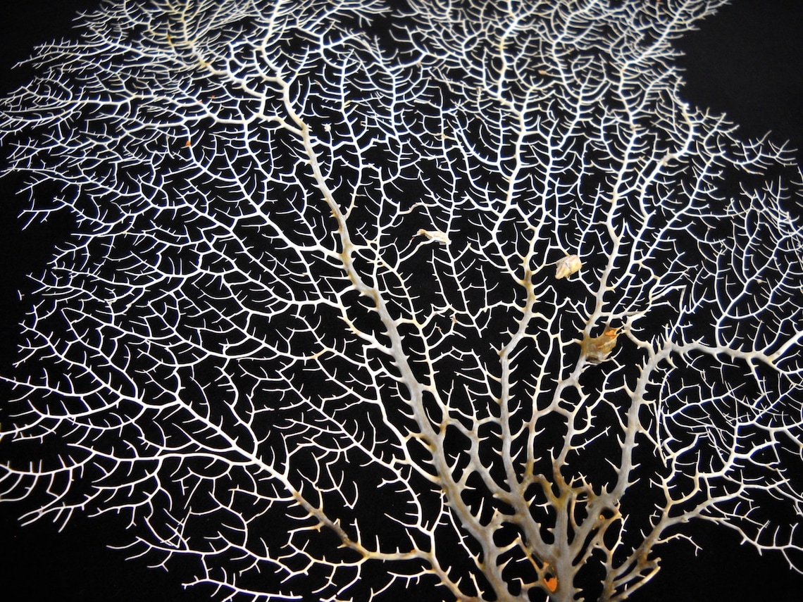 7-10 White Sea Fan Natural Sea Life Ocean Beach Nautical - Etsy