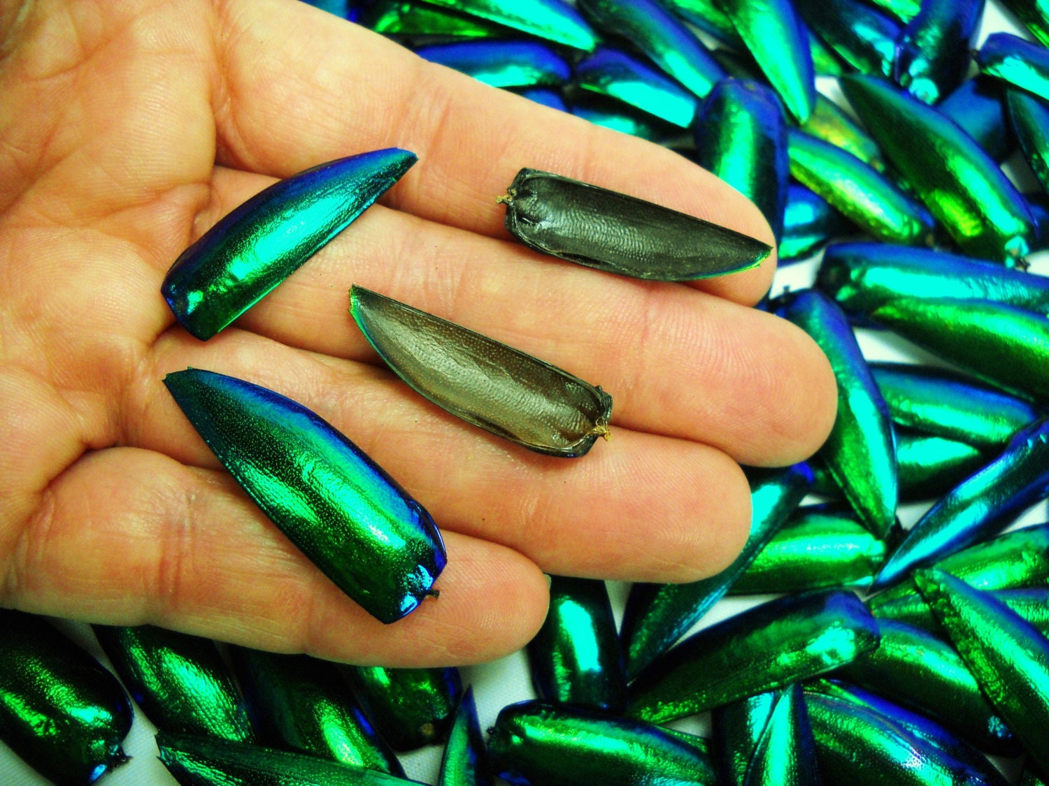 Multipack 1.25" Elytra Beetle Wings GREEN TONE Natural Iridescent ...