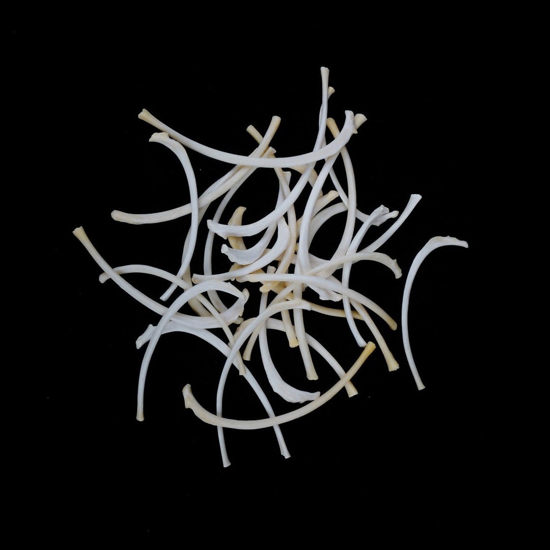 Multipack 2"-4" Raccoon Ribs Real Bone Taxidermy WHOLE Rib Bones - Etsy