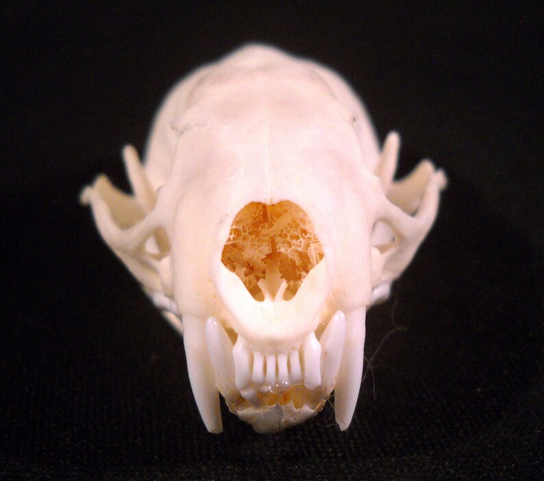 Real Bone Mink Taxidermy Animal Skull Taxidermy Bones - Etsy