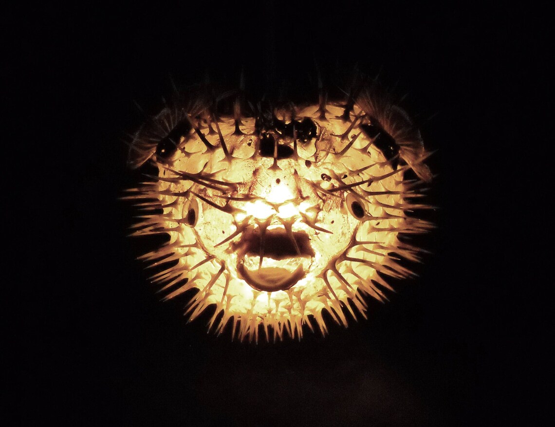 7-10" Hanging Light Puffer Fish Real Blowfish Lamp Taxidermy Animal ...
