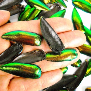 Multipack 1.25" COPPER TONE Green Elytra Beetle Wings Natural ...