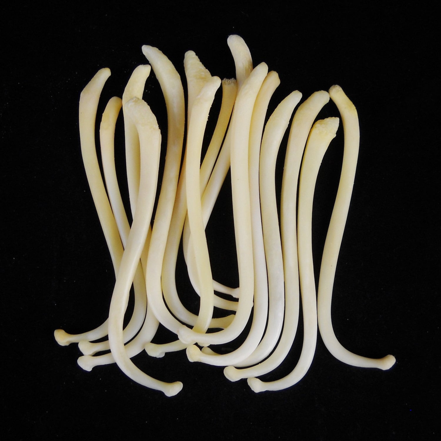 Home Décor Taxidermy \u2022 #C220 Real Coyote Canine Bacculum Bacculus ...