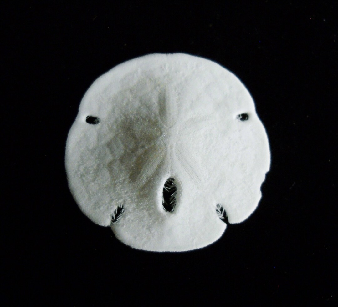 Multipack 2"-2.5" Keyhole Sand Dollars "drilled" Ocean Beach Nautical ...
