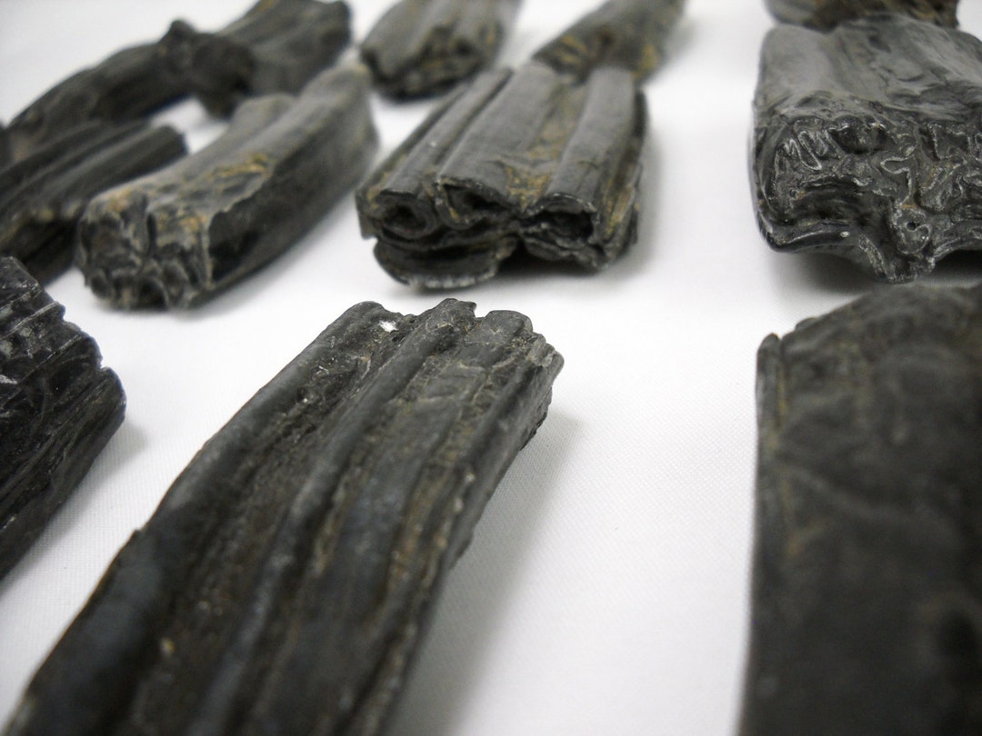 2 to 3.5" Fossil Horse Tooth Petrified Teeth Natural Gemstone Rock ...