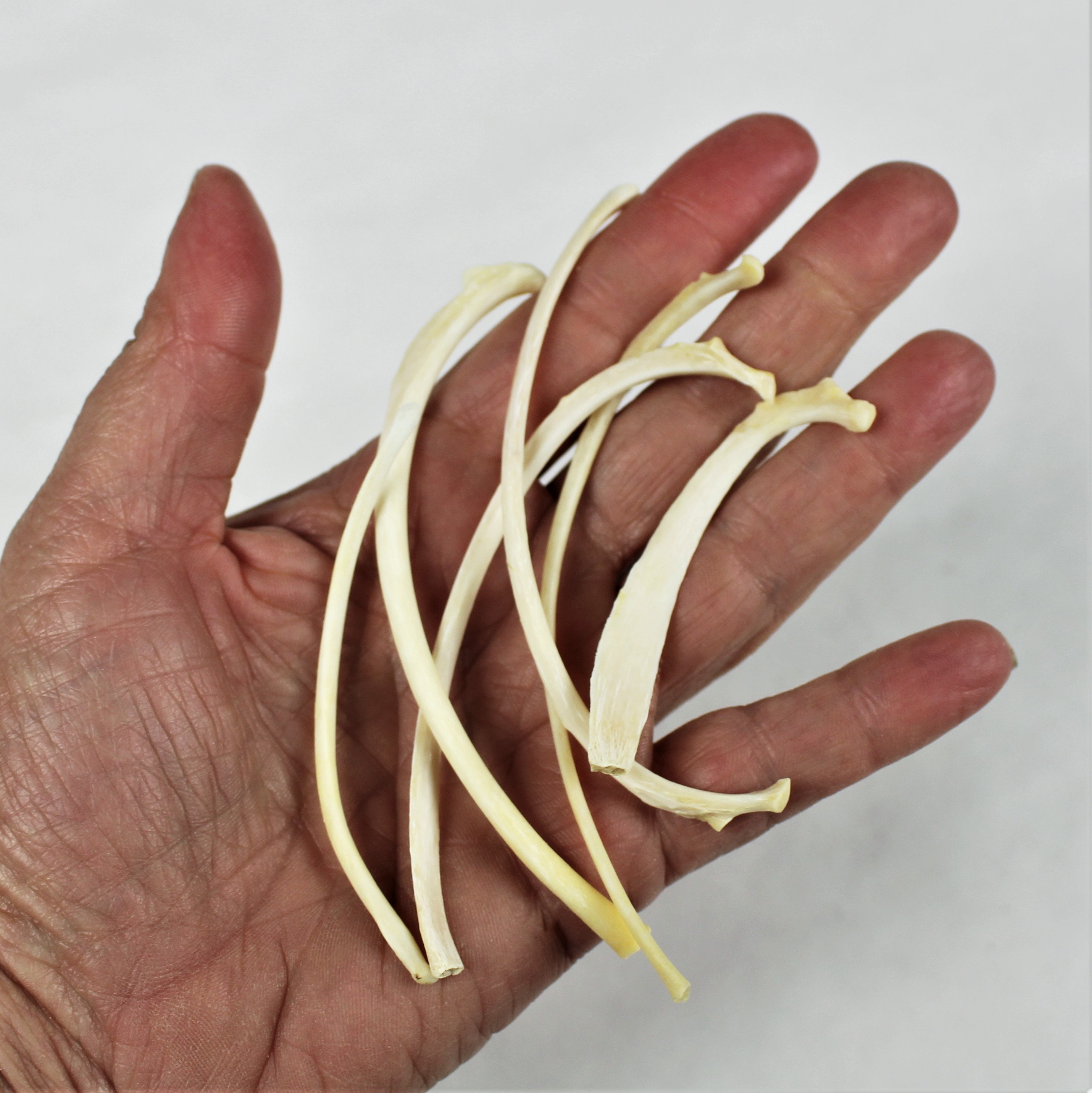 Multipack 24 1/4 Fox Rib Bones Real Bone | Etsy