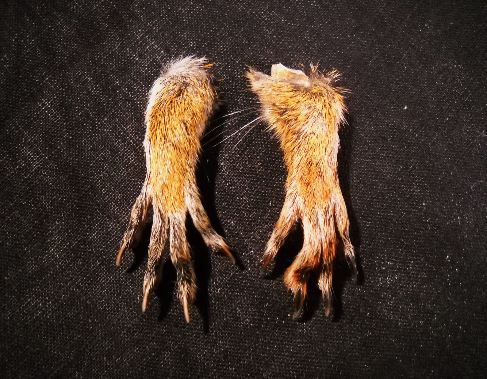 1 Pair Real Squirrel Paws Taxidermy hands leg feet fur and | Etsy