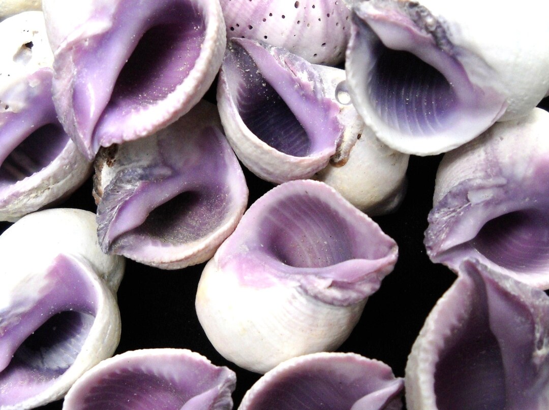 Multipack 1/2-1" Cebu Beauty Violet Shells Seashell Ocean Beach ...
