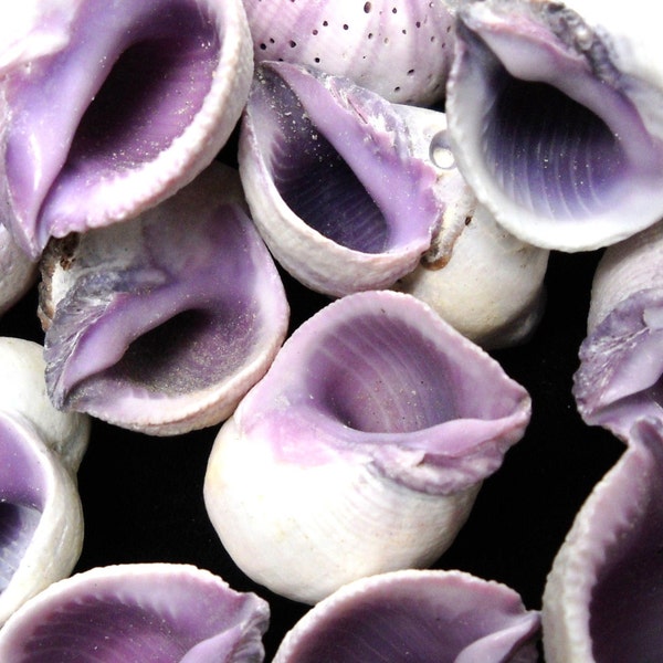 Cebu Seashells - Etsy