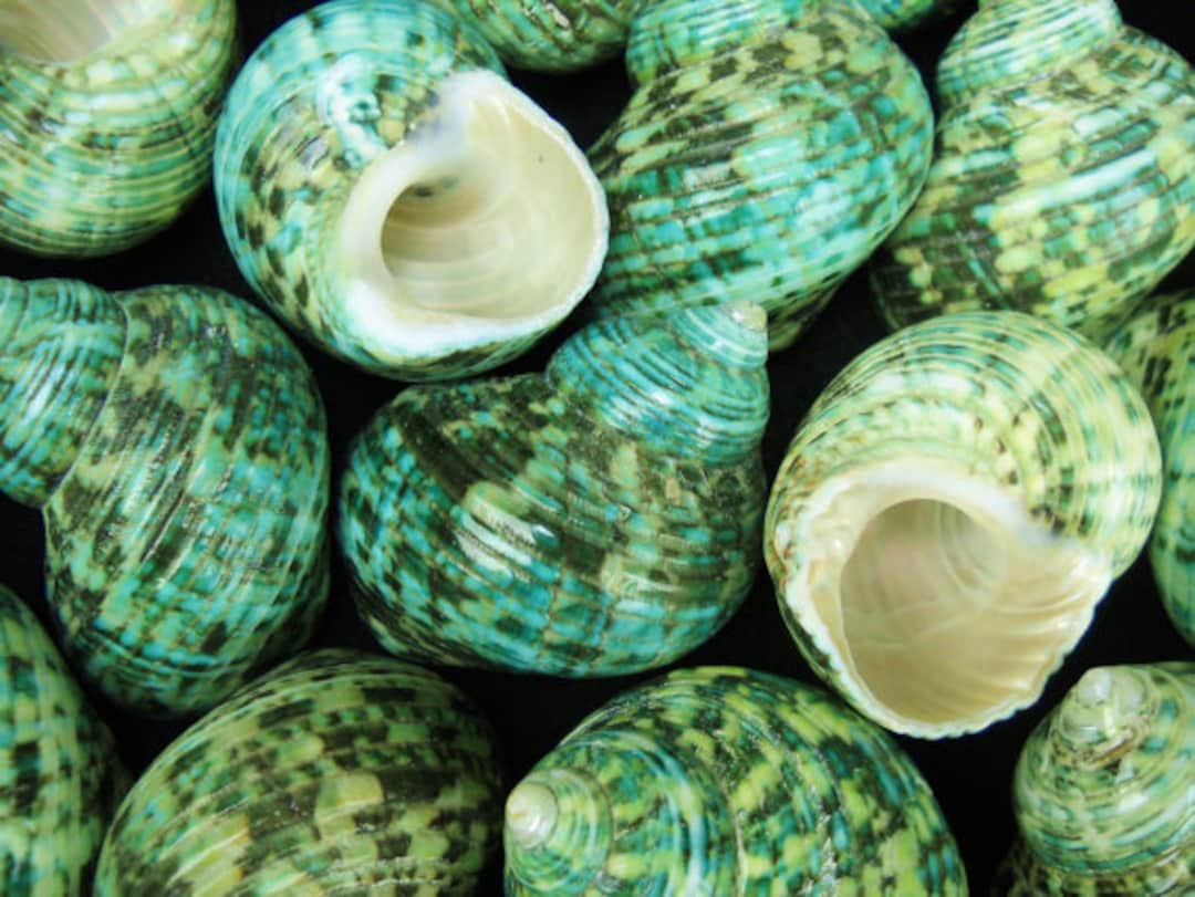 Multipack 2"-2.5" Turbo Shell Mouth Opening Sizes Approx 7/8 to 1 1/4 ...