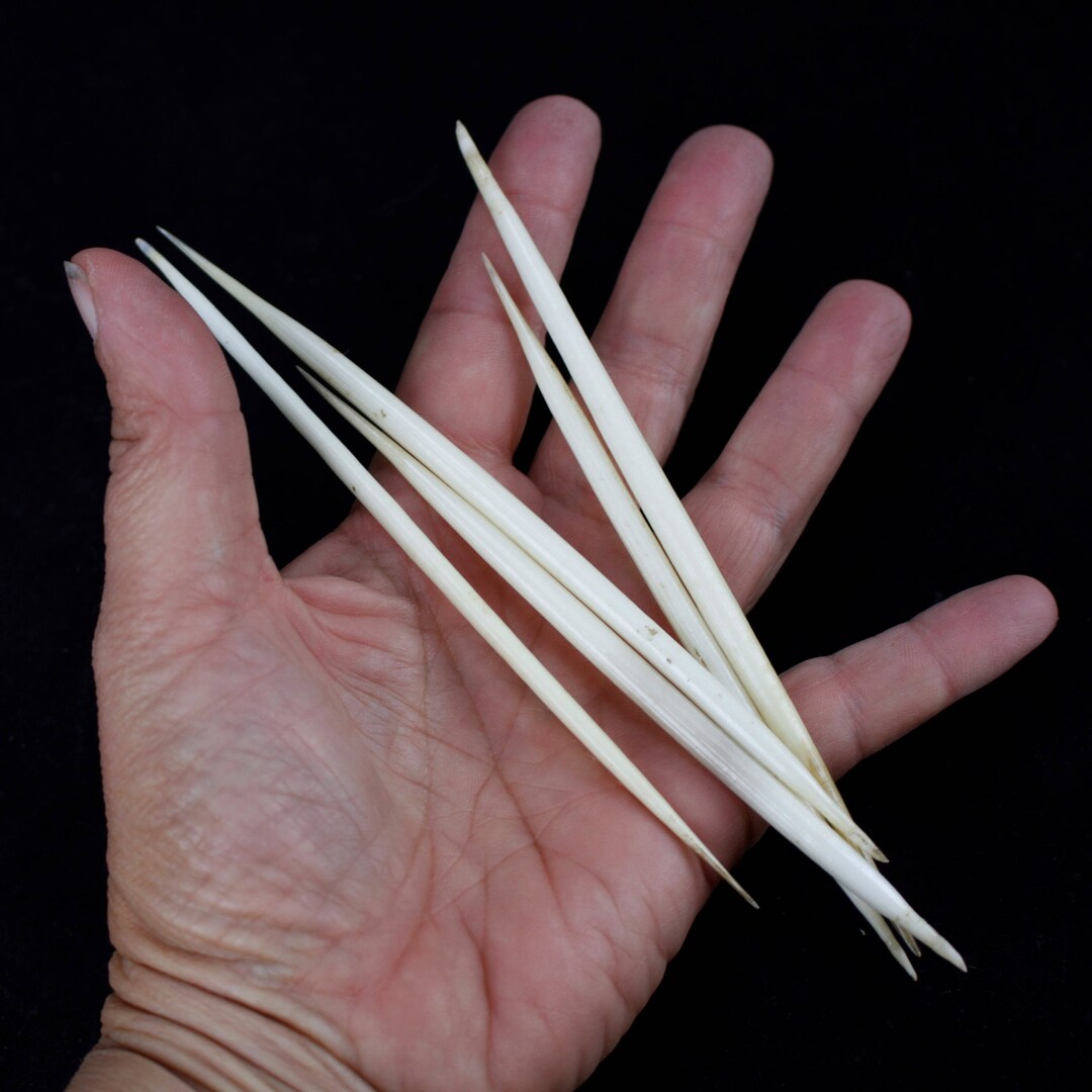Multipack THICK 4-6" WHITE Porcupine Quills Needles for Quillwork, Art ...