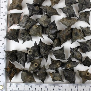 1.5" Approx Bat Devil Caltrops DRILLED or UNDRILLED Real Wood Nut ...