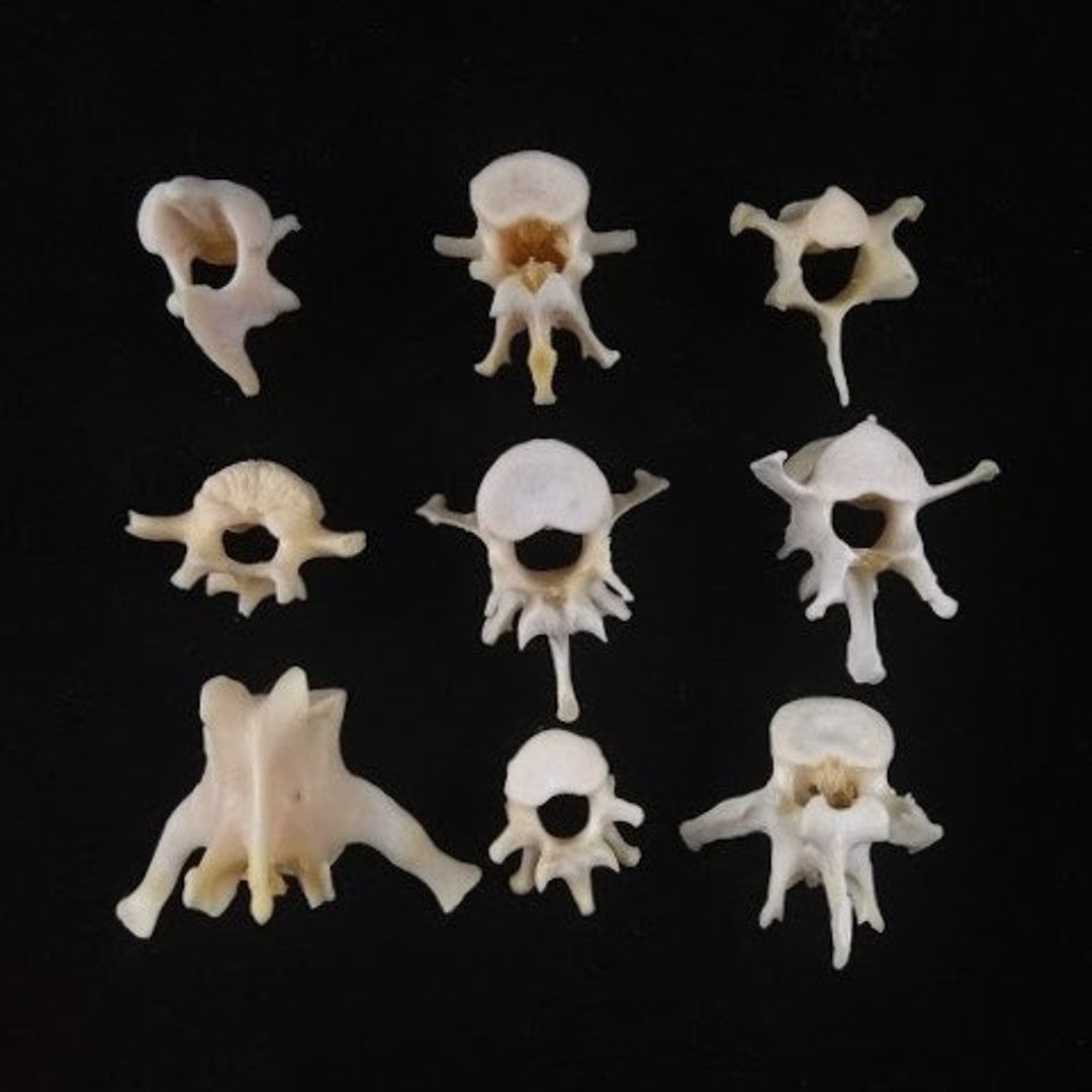 Multipack 1-2" Raccoon Vertebrae Real Spinal Bone Vertebra Taxidermy ...