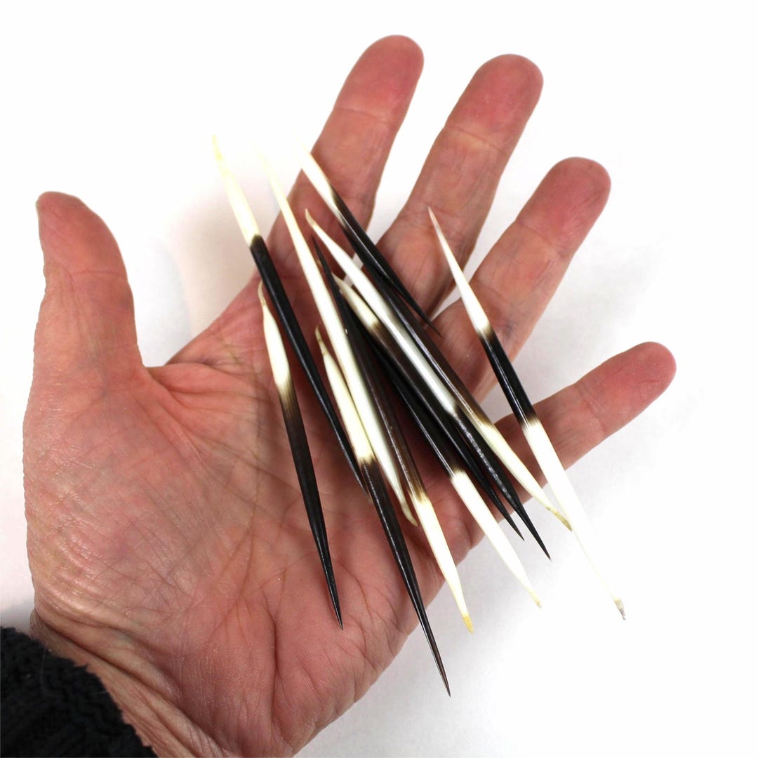 Multipack 3"-4" Porcupine Quills Needles WHOLE for Quillwork, Art ...
