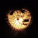 7-10" Hanging Light Puffer Fish Real Blowfish Lamp Taxidermy Animal ...