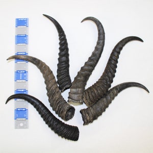 5" to 11" Springbok Horns Taxidermy Real Bone Singles or Sets - Etsy