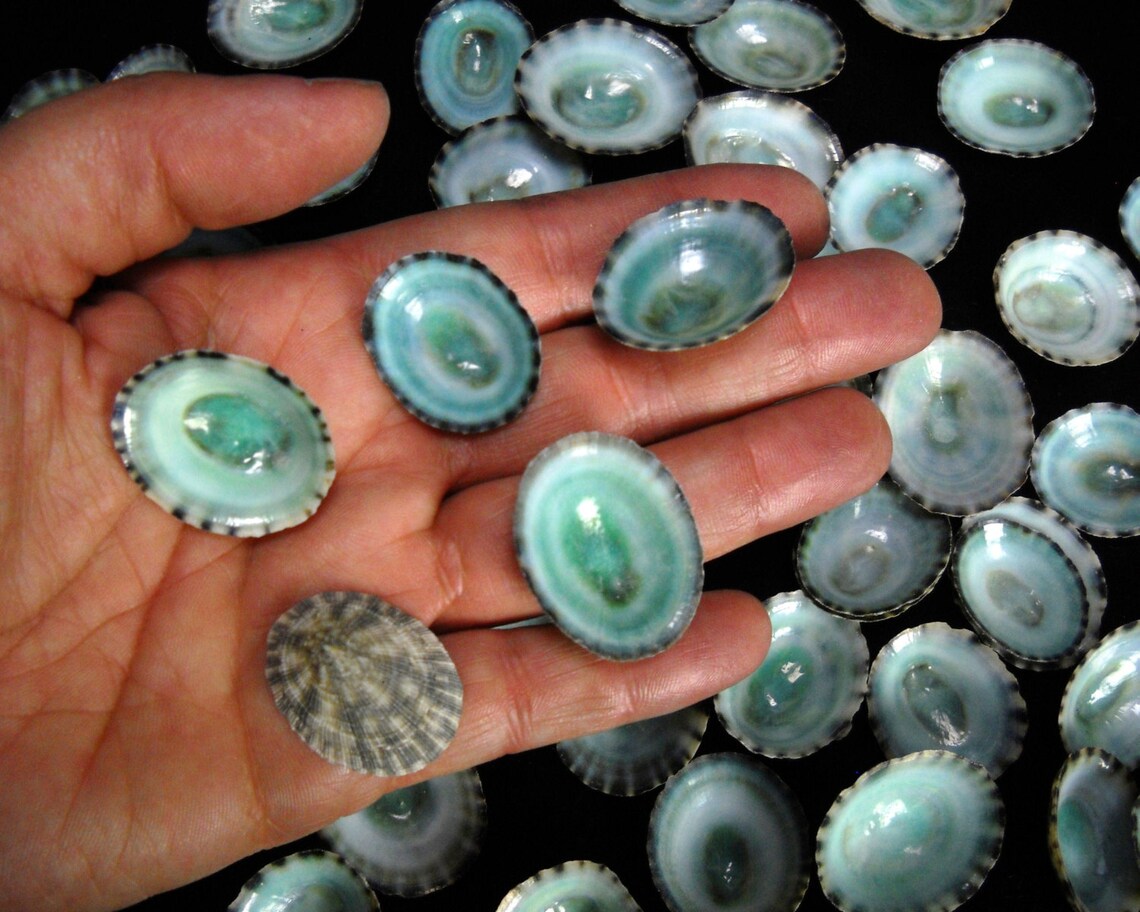 Multipack .5"-1" Green Limpet Shells Seashell Ocean Beach Nautical ...