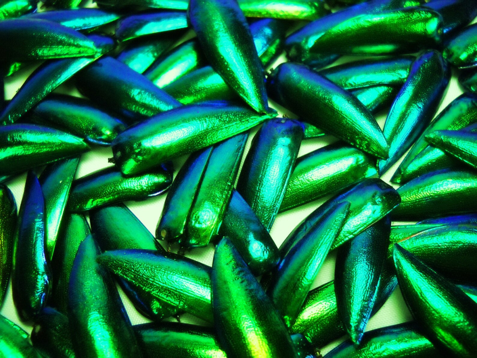 Multipack 1.25" Elytra Beetle Wings GREEN TONE Natural Iridescent ...