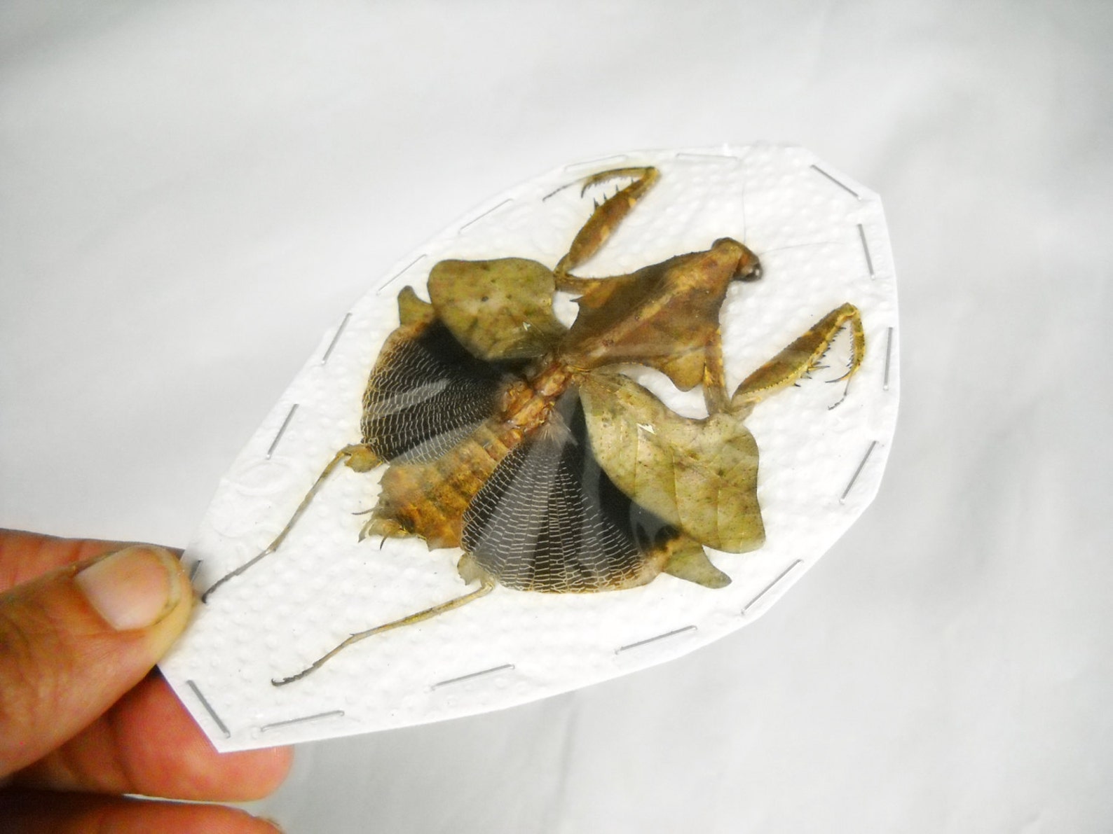 3.5 Real Leaf Mimic Mantis Deroplatys Lobata Spread | Etsy