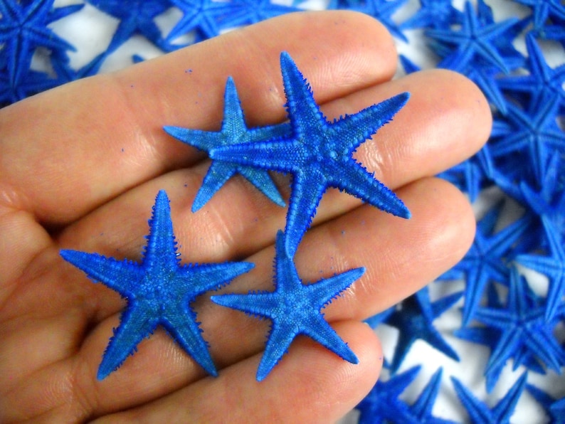Multipack Blue Tiny Starfish 1/2-1 bulk order sea life | Etsy